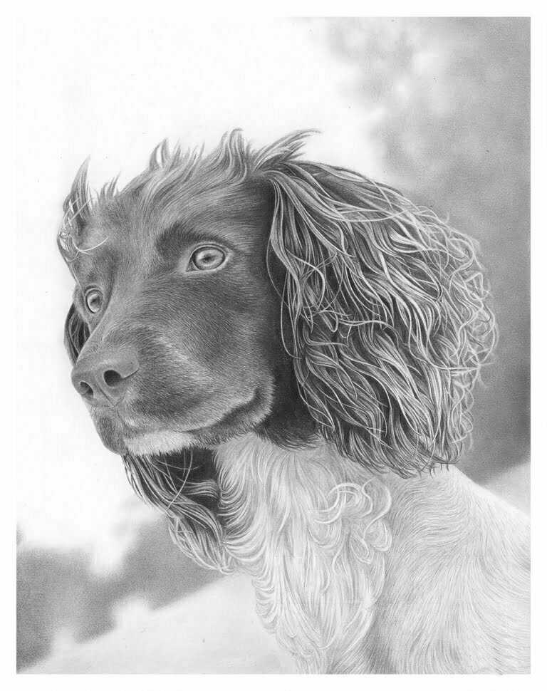 2D Dog Realistic Pencil Creature Illustration - Illustration Agent Website